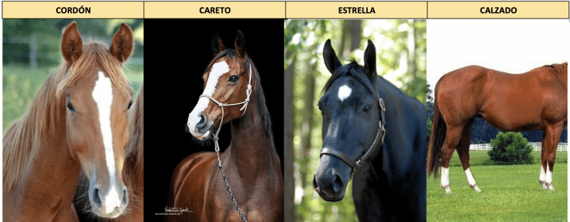 Capas y marcas del caballo | Quadres d'en Blai